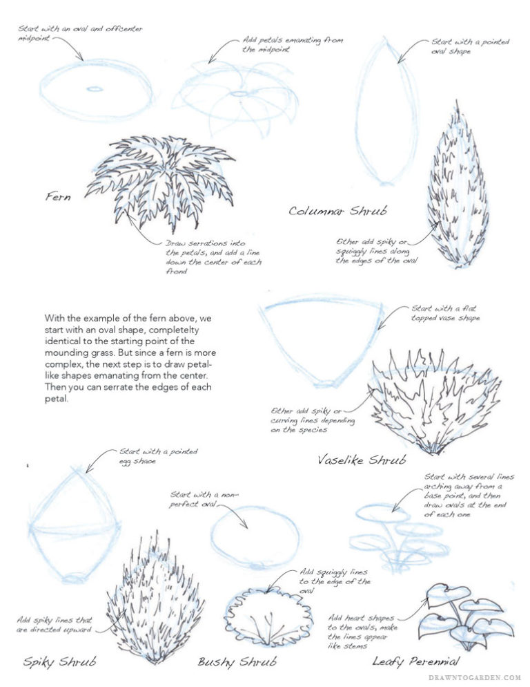 How to Draw Plants | DrawnToGarden